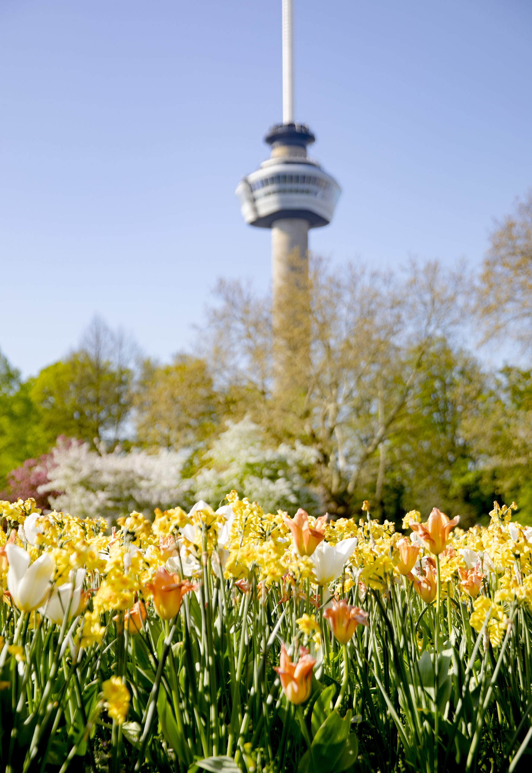 Home | Rotterdam Info